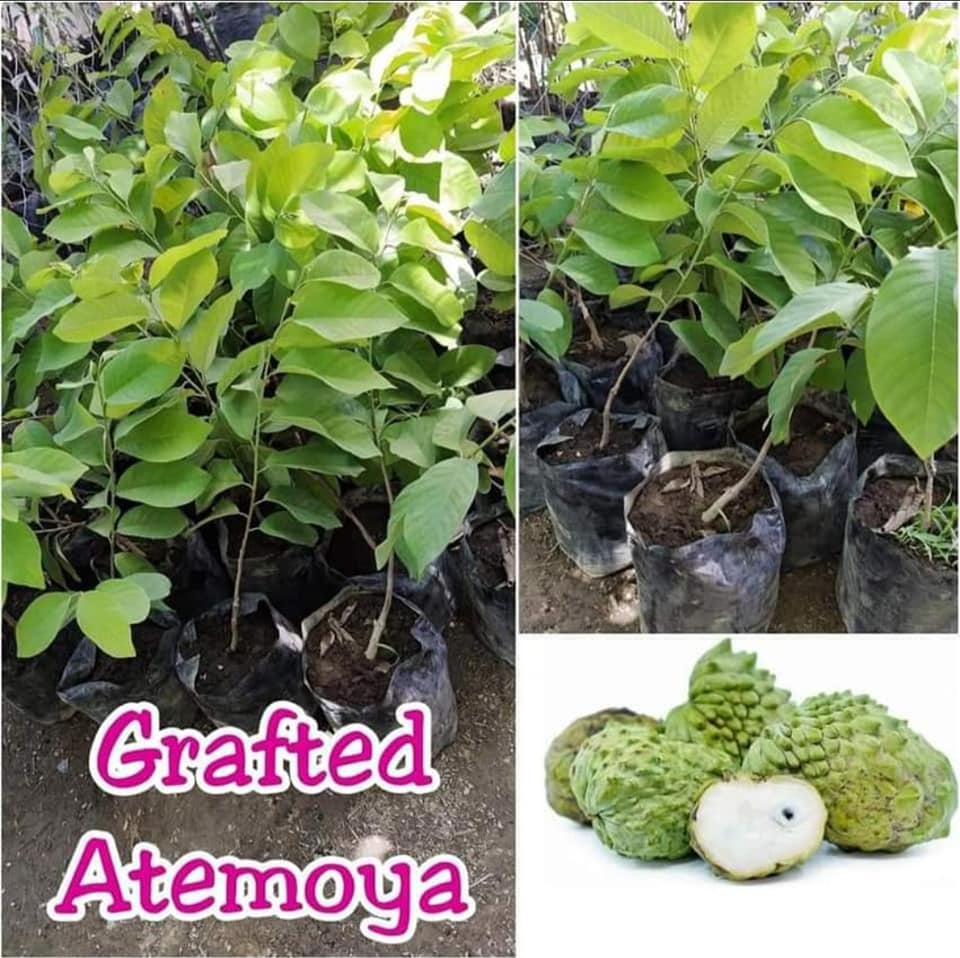 grafted atemoya plant | Lazada PH
