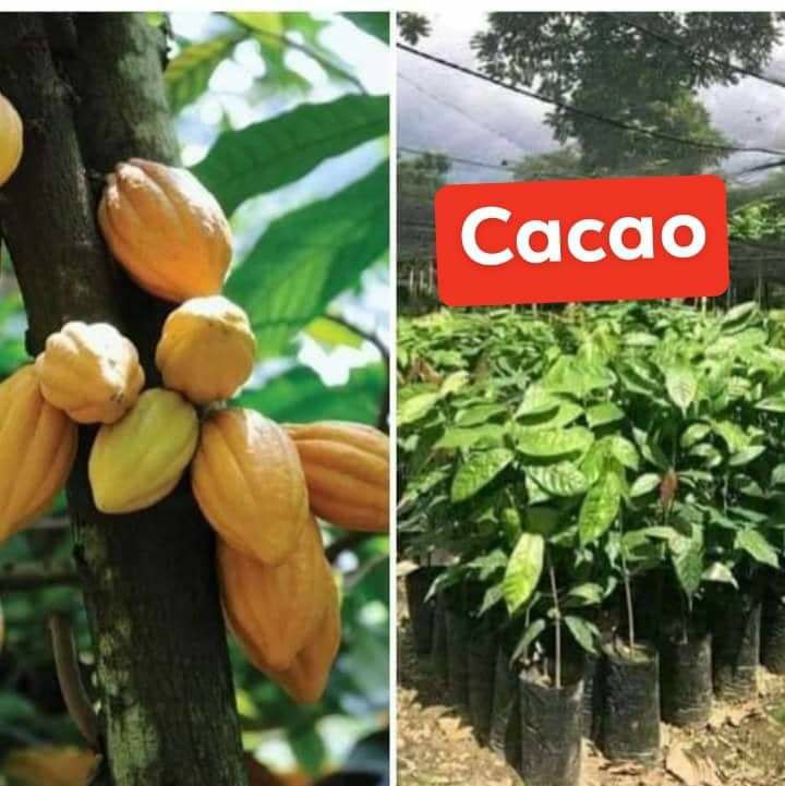 Grafted Cacao Cocoa seedlings /Kapeng Barako Seedlings | Lazada PH