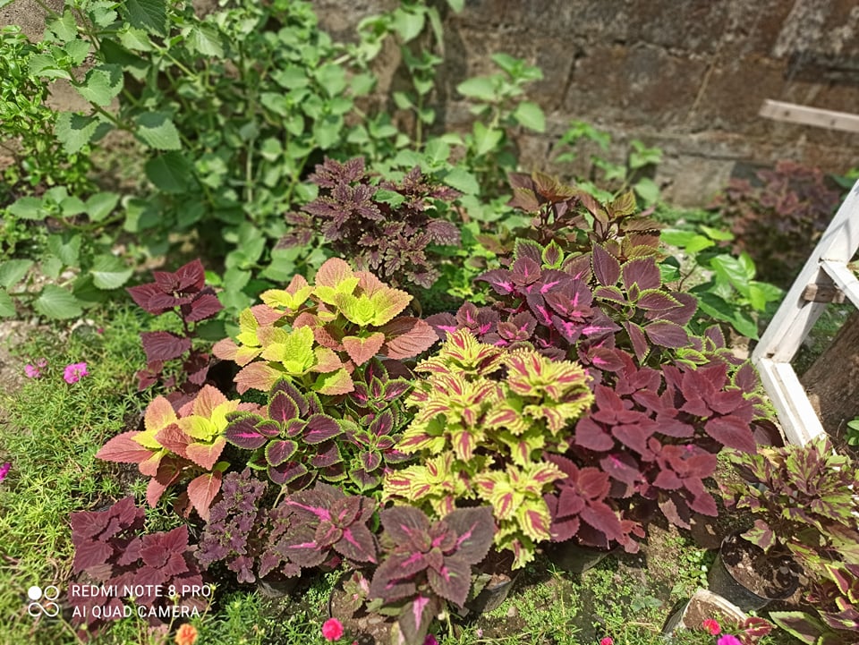 Mayana Stem Cuttings - 10 pcs - 10 Varieties | Lazada PH