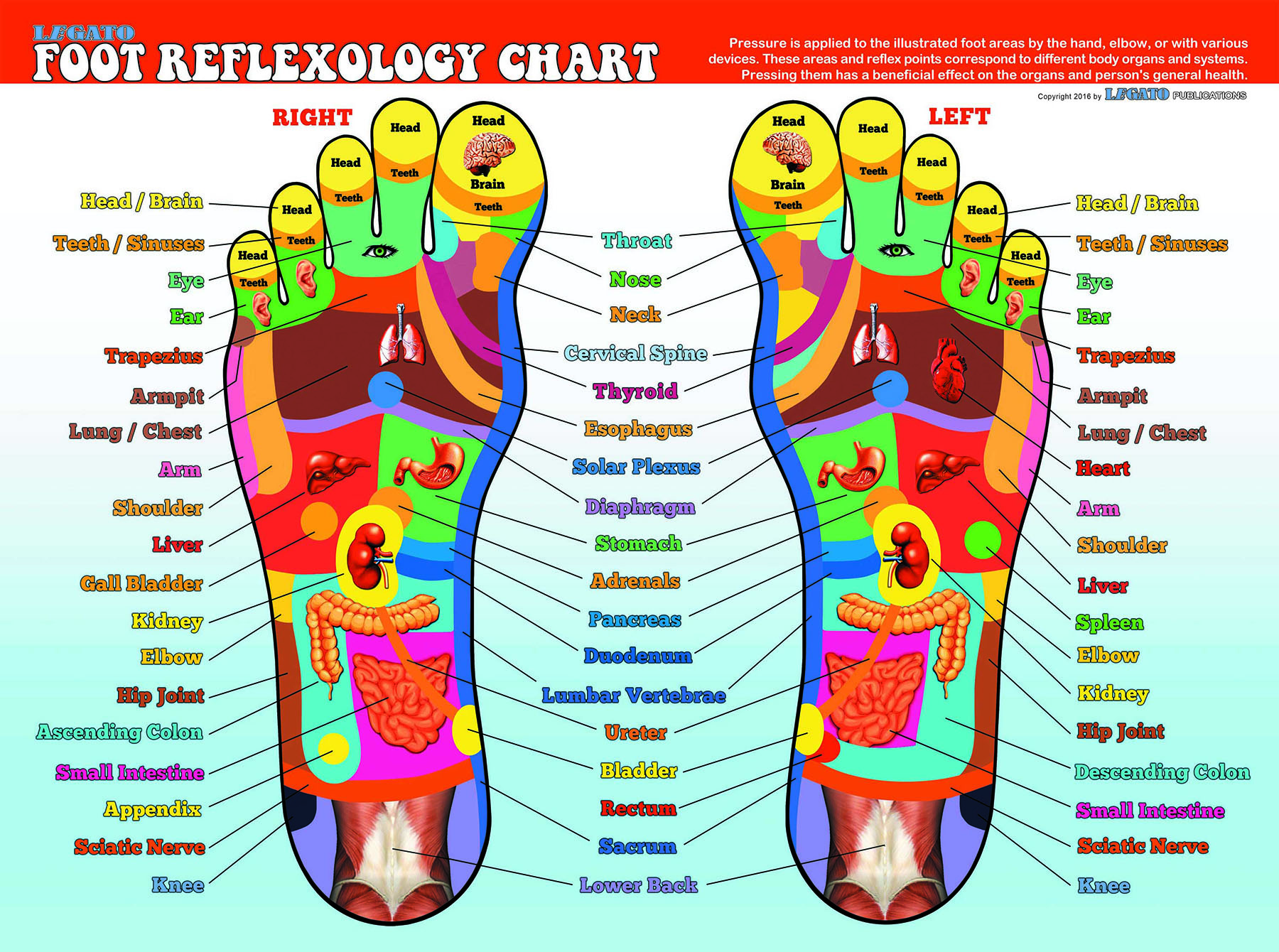 Feet Chart
