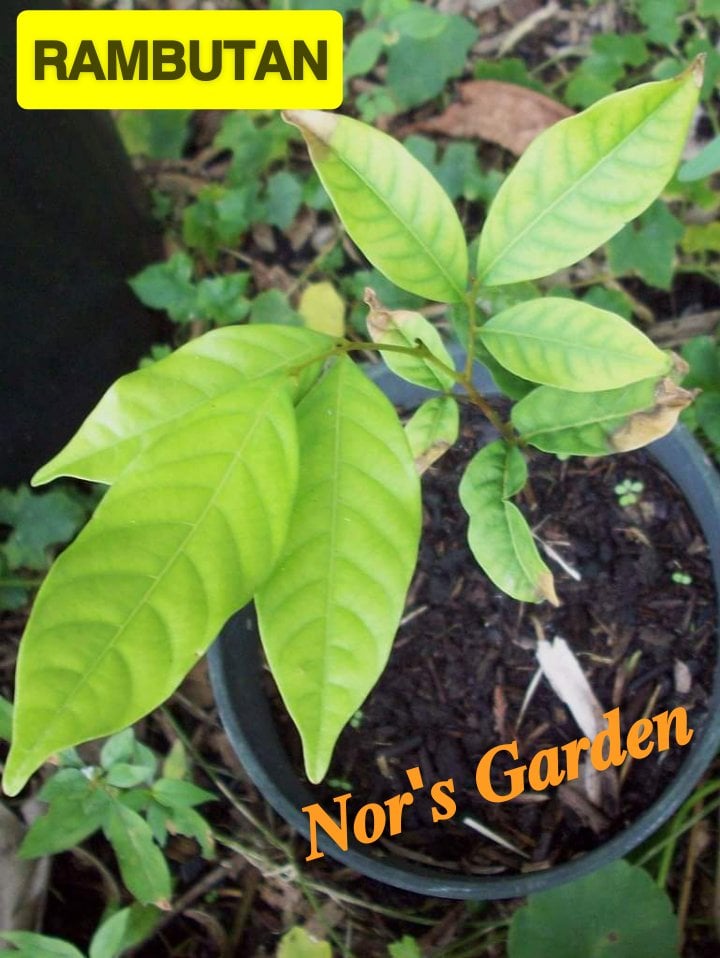 Rambutan Plant (2-3 FT.) | Lazada PH
