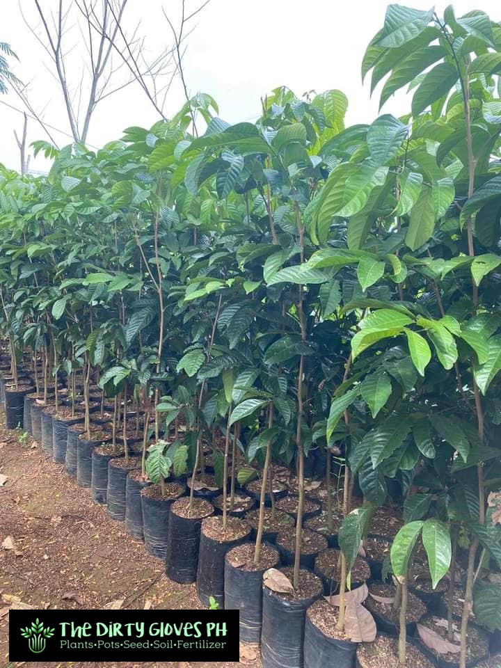 Lanzones Tree (Live Plant) with FREE garden soil, plastic pot and ...