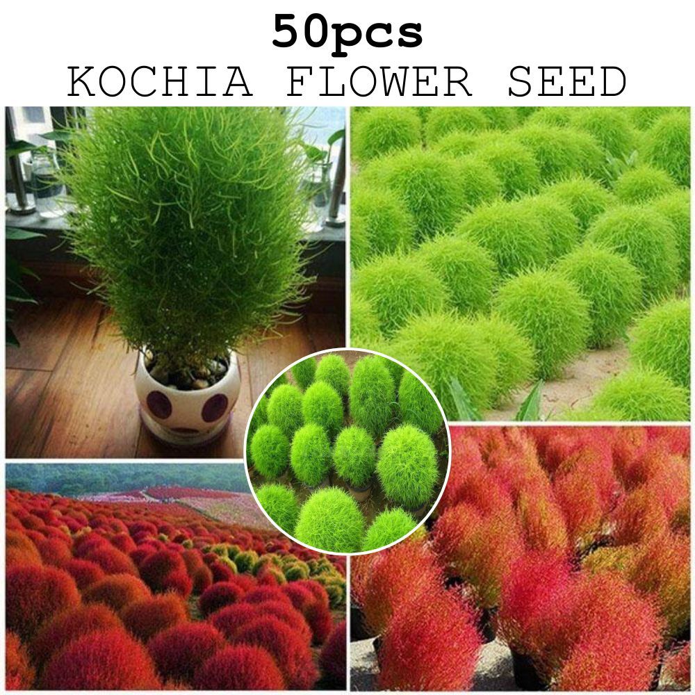 Kochia Plant Seeds Burning Bush (Kochia Scoparia) | Lazada PH