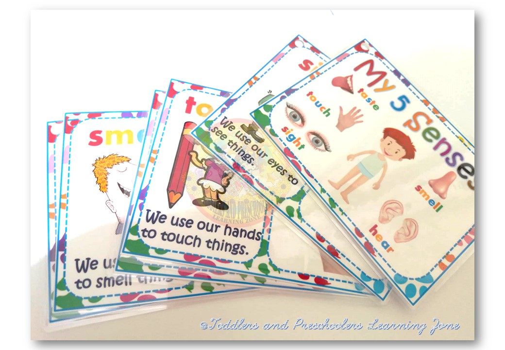 5 senses flashcards with circular rings | A3 | Lazada PH