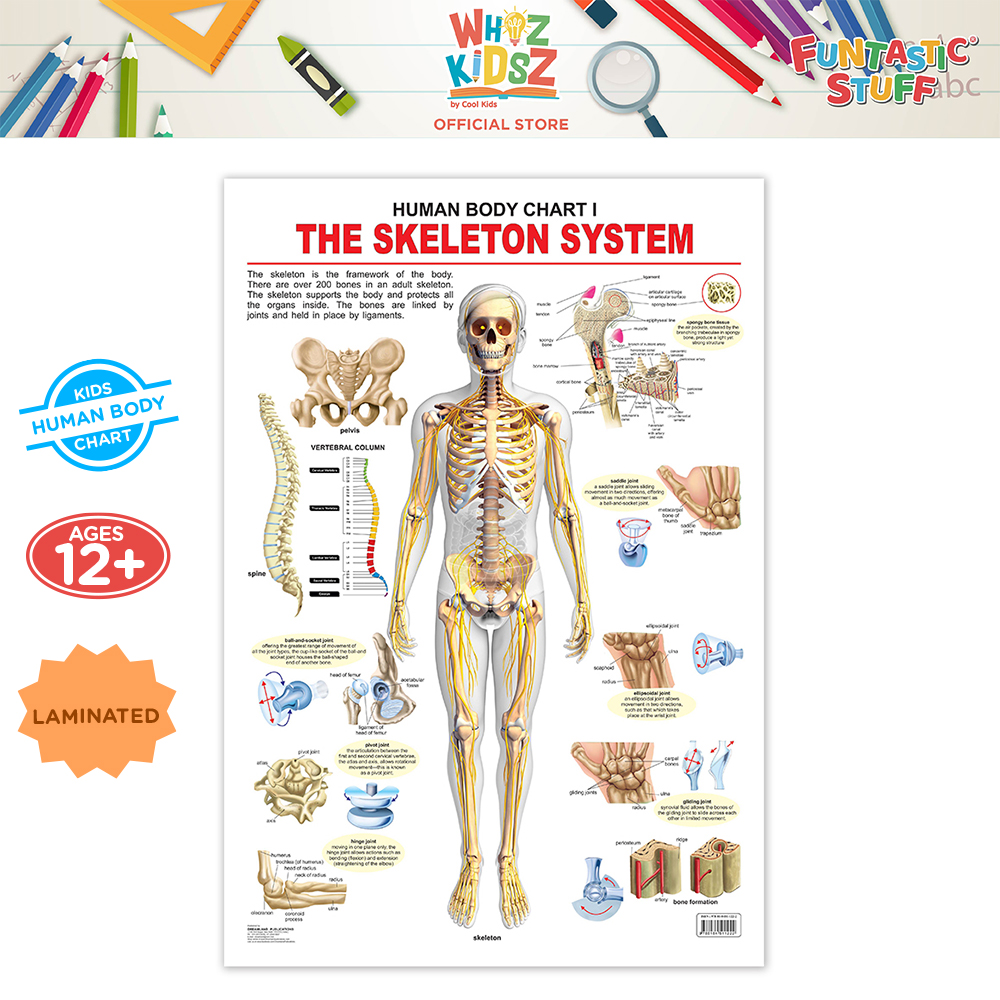 Whiz Kidsz The Skeleton System Laminated Wall Chart, Educational Chart ...