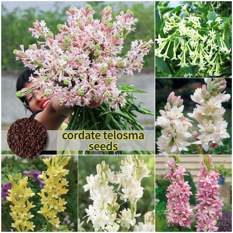 [Easy to grow in the Philippines] 200pcs Cordate Telosma Seed Tuberoser ...