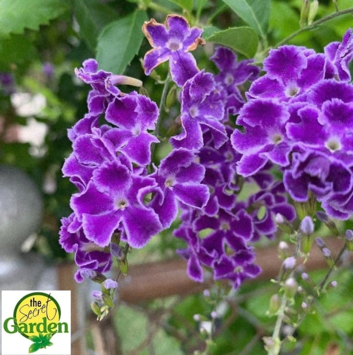 Duranta Erecta 'Geisha Girl Purple Flower' with FREE plastic pot, and ...
