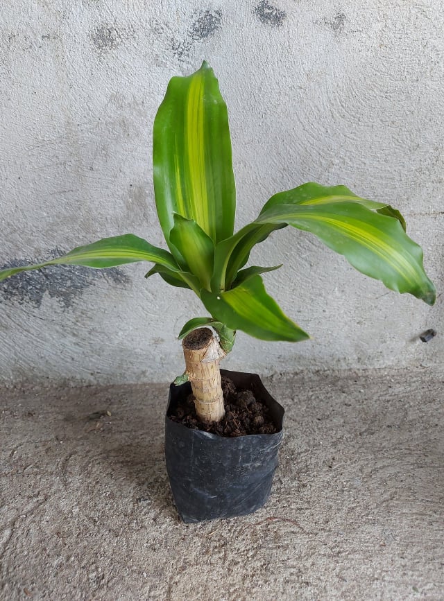 FORTUNE PLANT ROOTED PLANT INDOOR OUTDOOR PLANT REAL PLANT - DRACAENA ...
