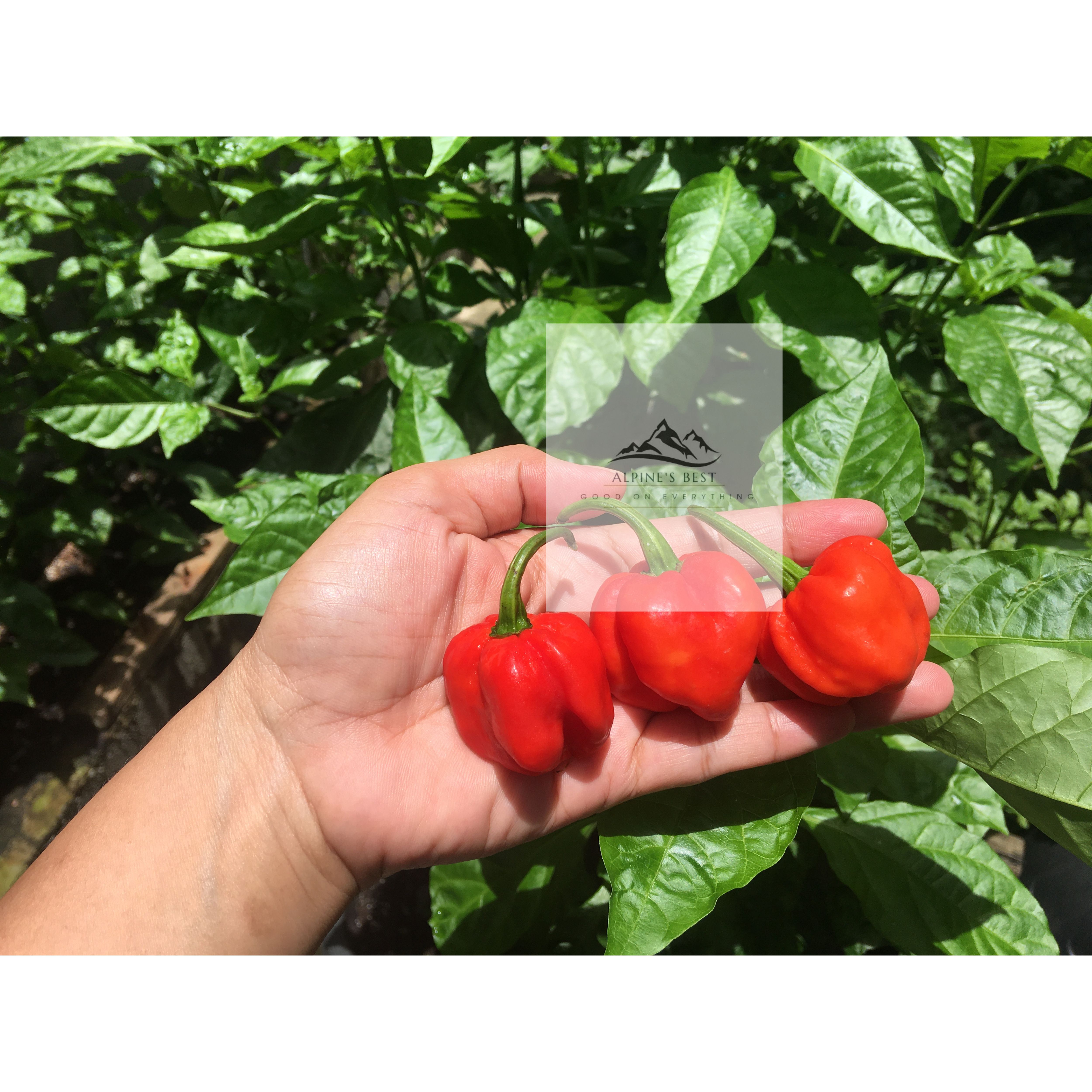 Trinidad Moruga Scorpion Red Pepper Seeds -10 pcs (1.4 - 2 M SHU ...