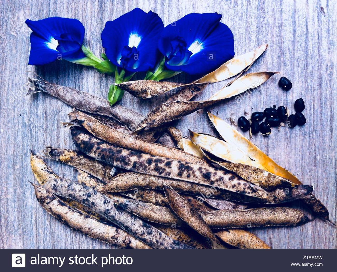 blue ternate seeds 40 pcs. | Lazada PH