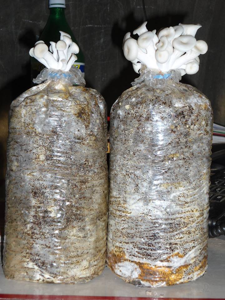 3 PCS Mushroom Fruiting Bag / White Oyster Mushroom / Mushroom Growing ...