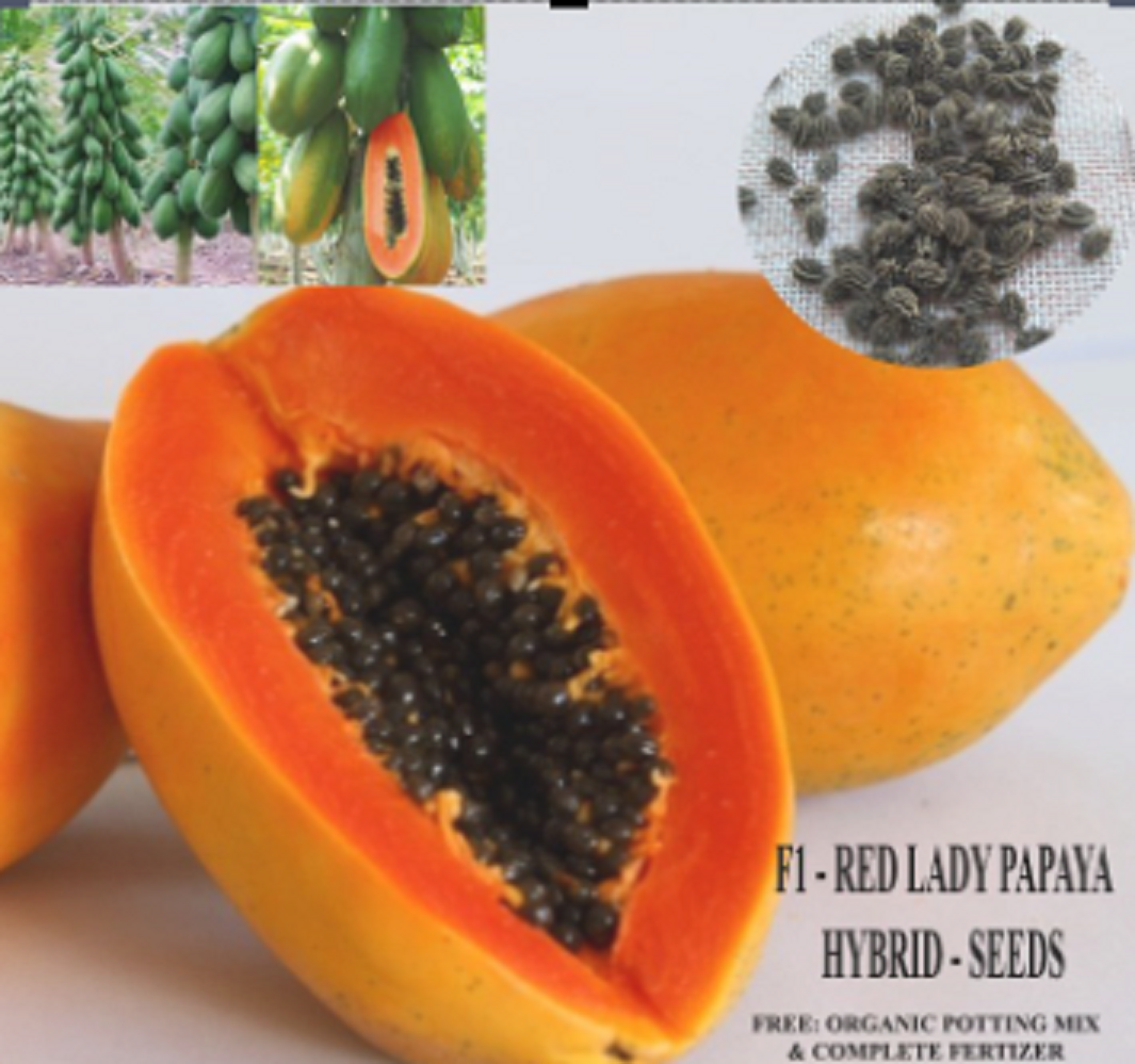 DWARF HYBRID RED LADY PAPAYA SEEDS ON HAND CASH ON DELIVERY BUY 1 TAKE ...