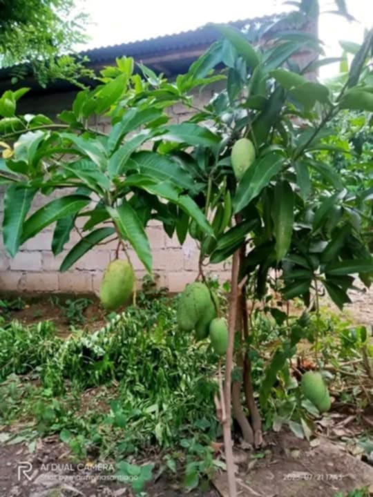 GRAFTED MANGO PLANT PIKO WITH FREE FERTILIZER | Lazada PH