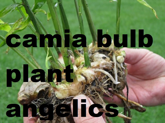 Camia bulb (2 pcs ) | Lazada PH