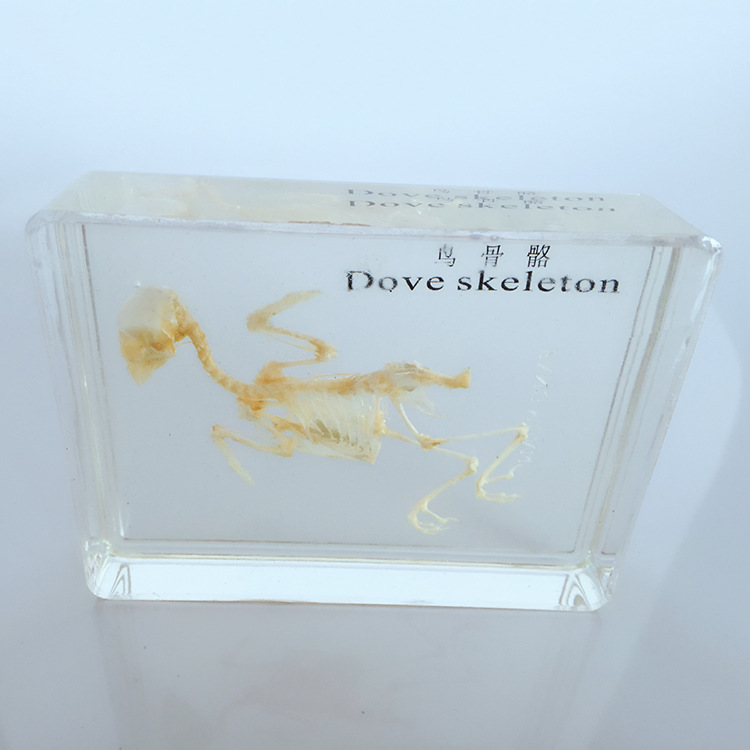 True Dove Animal Bones Skeleton Embedded Specimen Transparent Resin ...