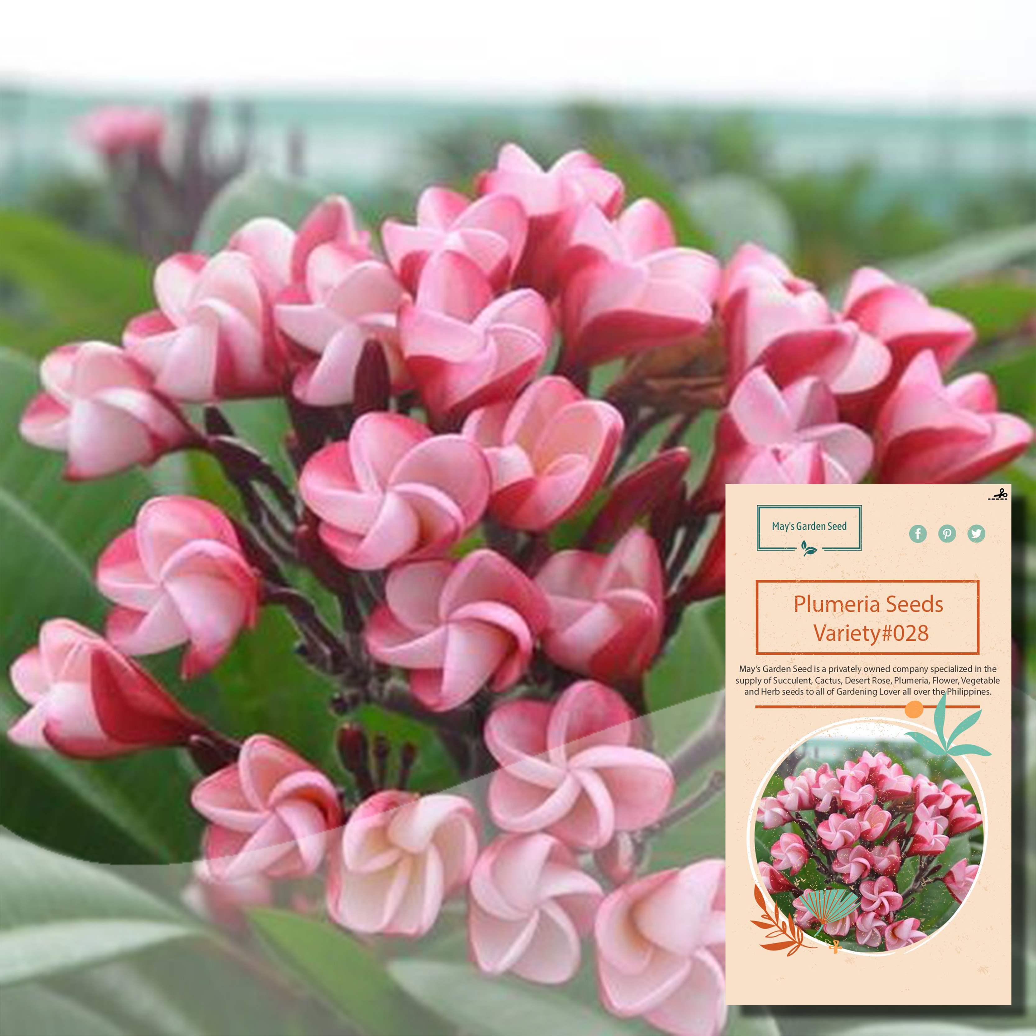 Bright Pink Star Shaped Flower | Best Flower Site