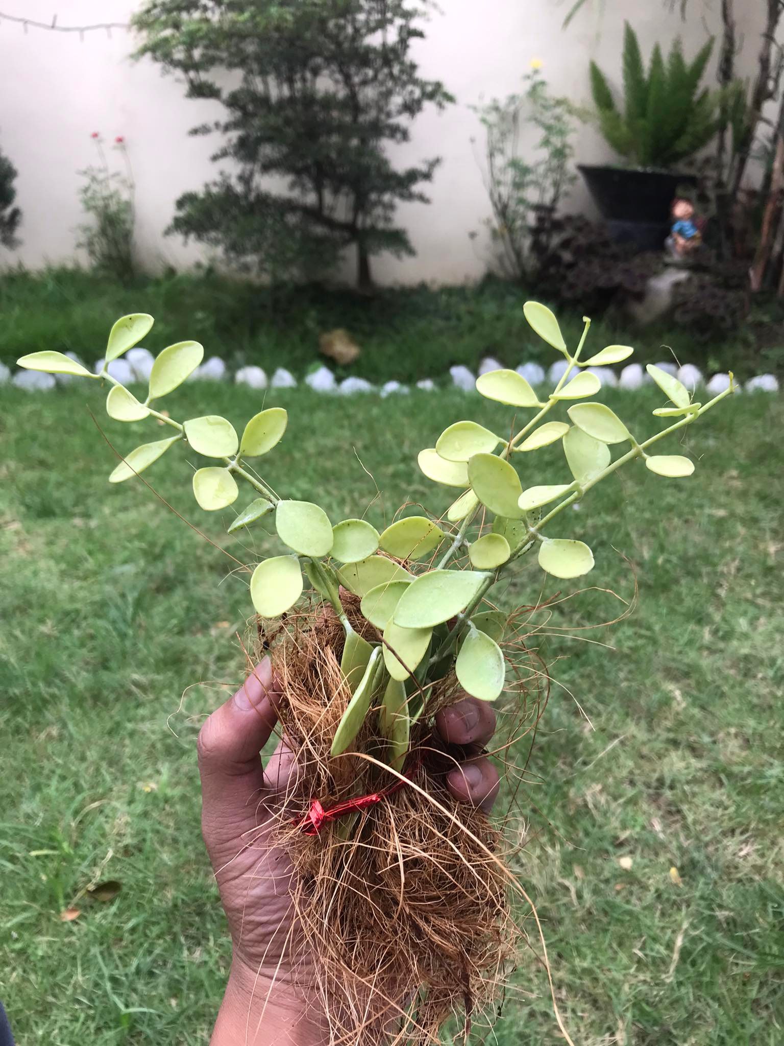 MANAOG KA IROG PLANT ( TOP CUT) / REAL PLANT/ THE GARDENER'S CHOICE ...