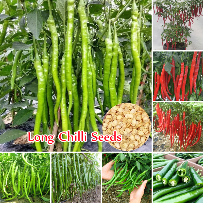 [Fast Delivery] 100% Authentic Long Chilli Seeds (50 Seeds ) Organic ...