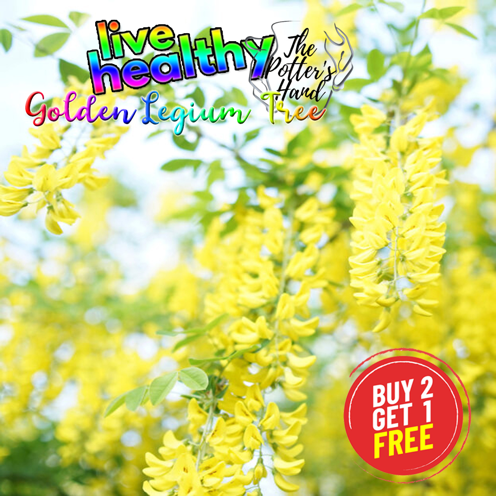Golden Legium Tree | Lazada PH
