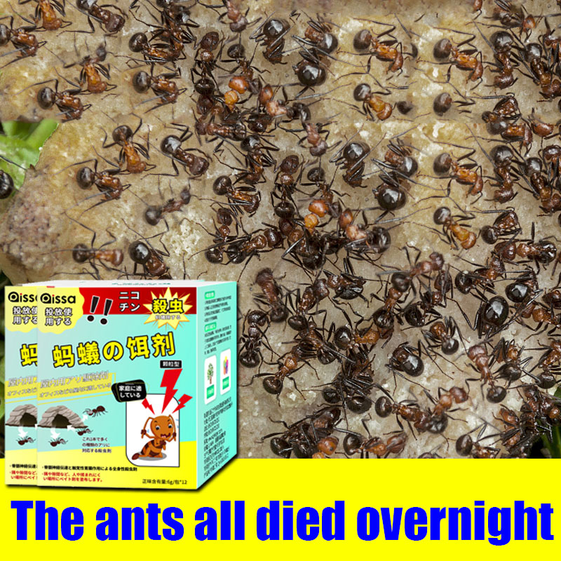 Ten years without ants! Ant Killing Bait The effect of solving ant drug ...