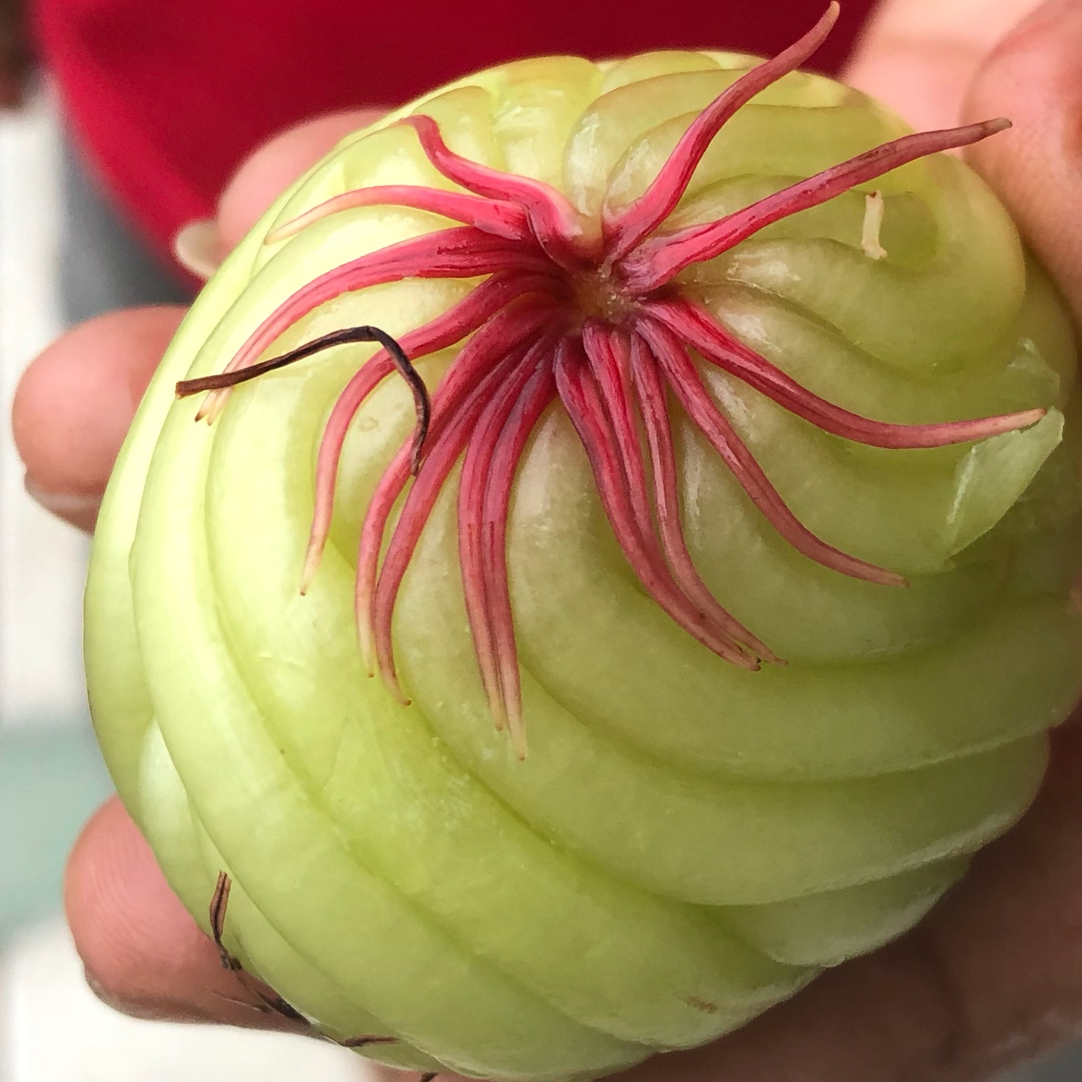 Katmon Seeds (5pcs) | Lazada PH