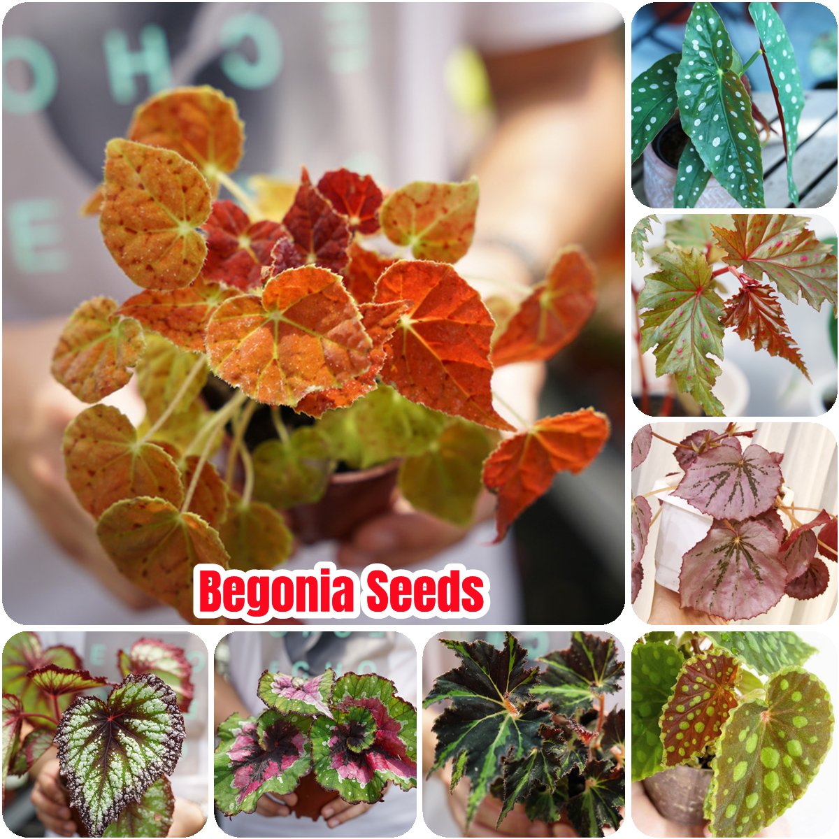 SG 100% Original 50pcs Begonia Seeds Hosta Plantaginea Flower Seeds ...
