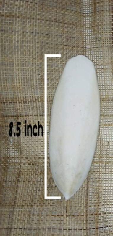 CUTTLEBONES for Birds (XS, Small, Medium, Large, XL, XXL) | Lazada PH