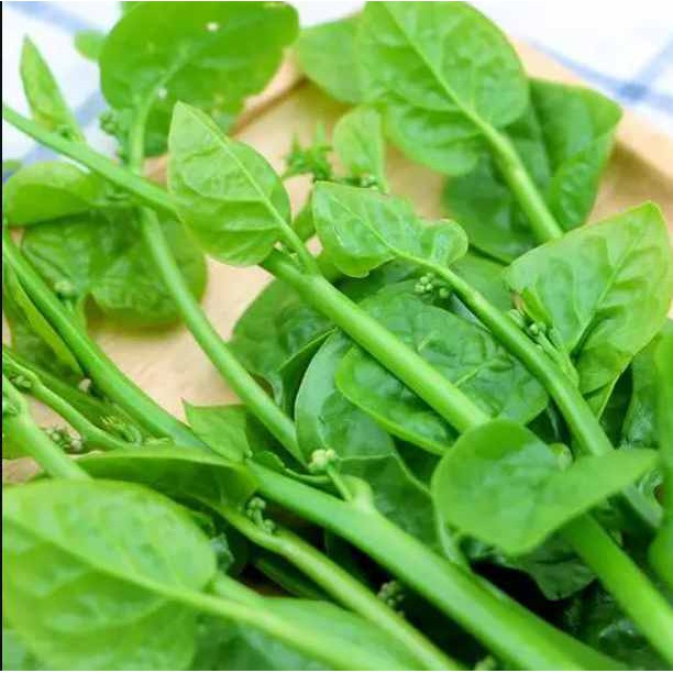 Green Alugbati Malabar Spinach Vegetable Seeds 50 seeds (not plants ...