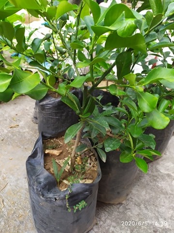 Davao Suha /Sweet Pomelo Davao plant (sweet Davao Suha) | Lazada PH