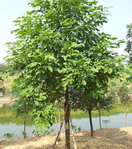 Flame wood seed Garden flowers trees trees flowers seeds Rare bonsai ...