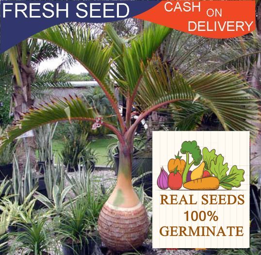 High-Quality "Common Bottle Palm Tree Seeds MC56 " 1 Gram Approximately ...