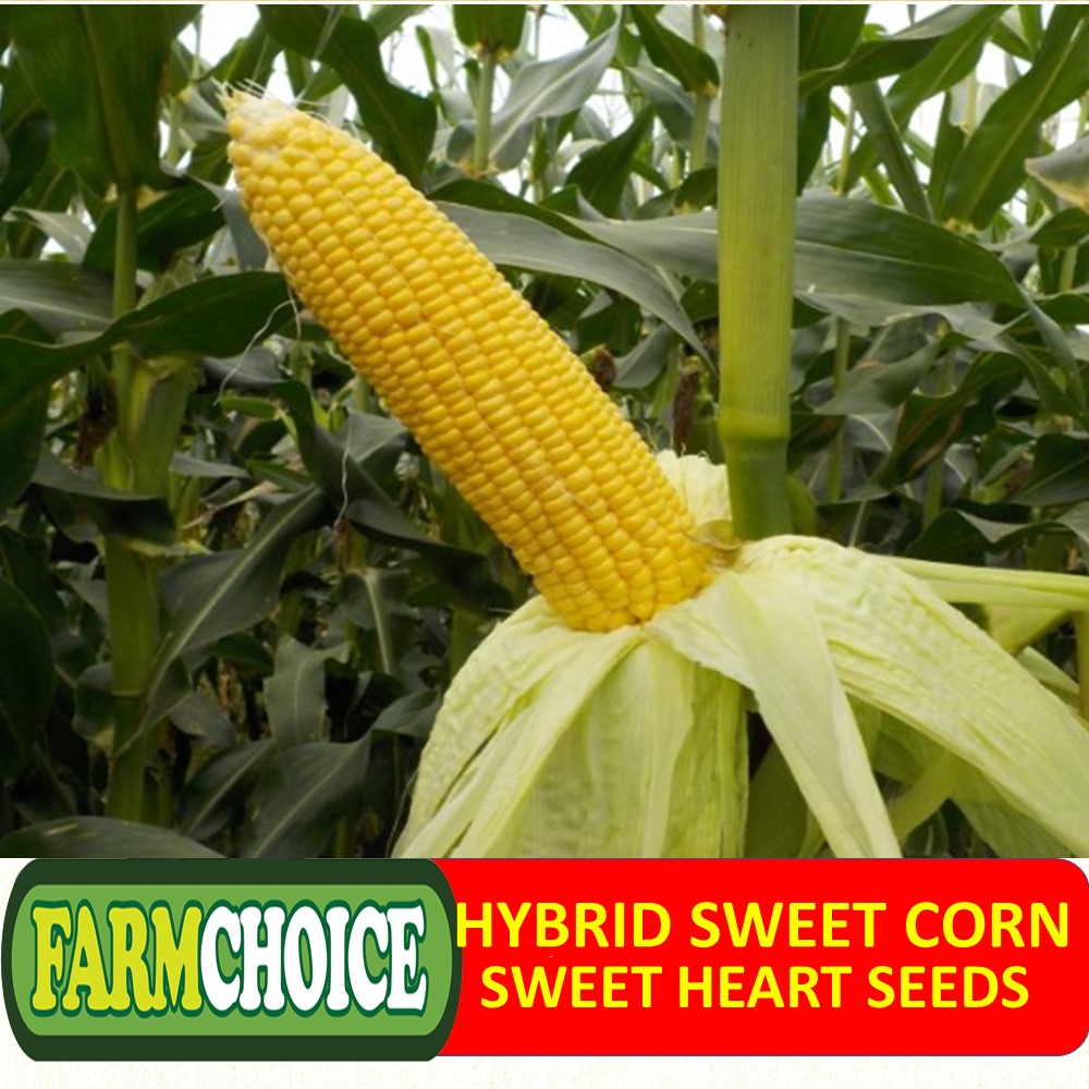 HYBRID CORN SWEETHEART CORN/SEEDS/-(25 SEEDS) | Lazada PH