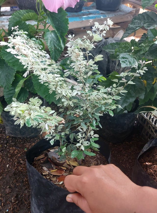 VARIEGATED CAMACHILE - PITHECELLOBIUM DULCE VARIEGATED - ROOTED AND ...