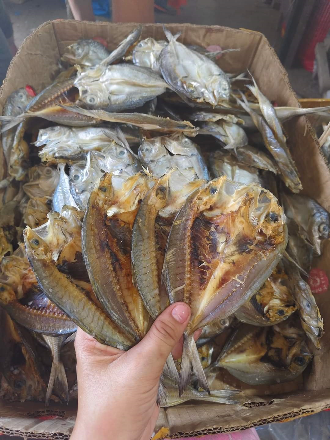 DRIED MATAMBAKA from PALAWAN | Lazada PH