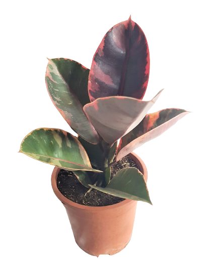 Rubber Tree 'Ruby' (Ficus elastica) (1 Pc) -Plus FREE Philodendron ...