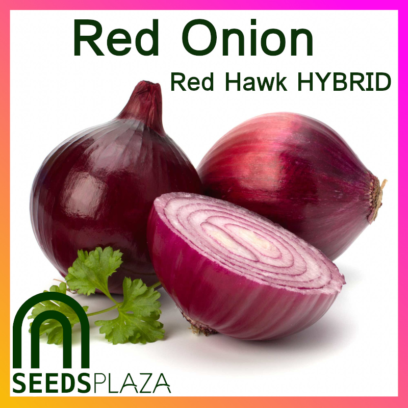[SeedsPLAZA] Red Onion (100 Seeds) for Planting Vegetable Plants + 💯 ...