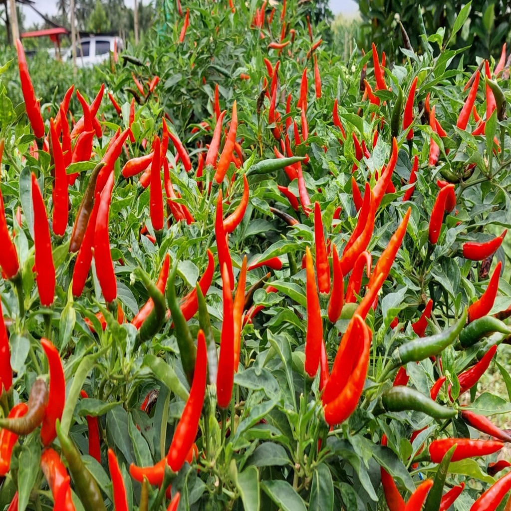 BUNDLE 1( AGRITOP PRIMO FOLIAR FERTILIZER) | Lazada PH