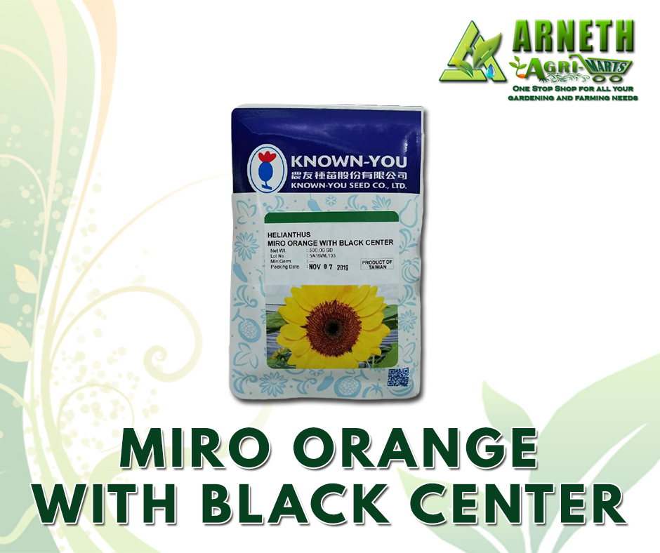 SUNBRIGHT KIDS F1 HYBRID SUNFLOWER (DWARF) BY CONDOR (500 SEEDS) AND ...