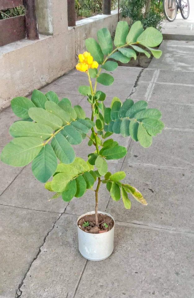 akapulko seedling | Lazada PH