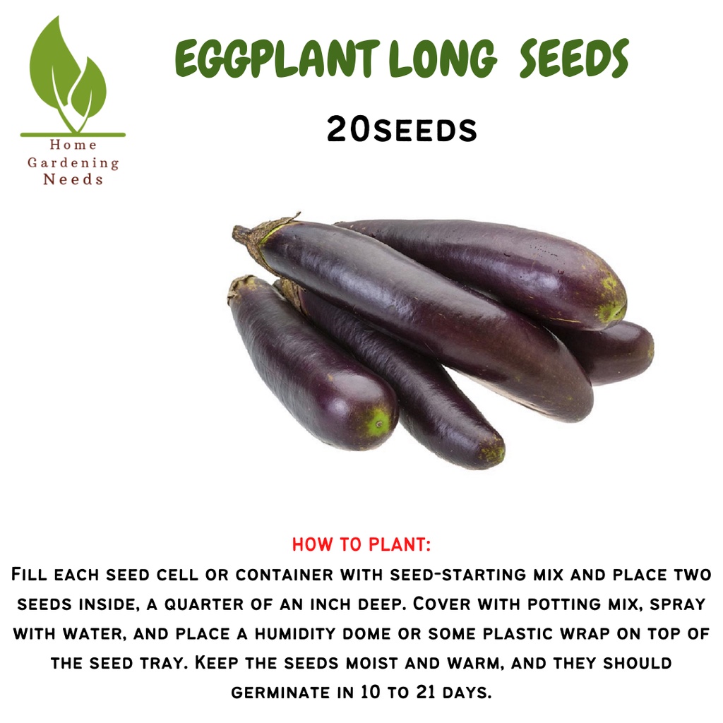 Linbeibei/ TALONG SEEDS VARIETIES - TALONG HABA PURPLE ROUND TISOY ...