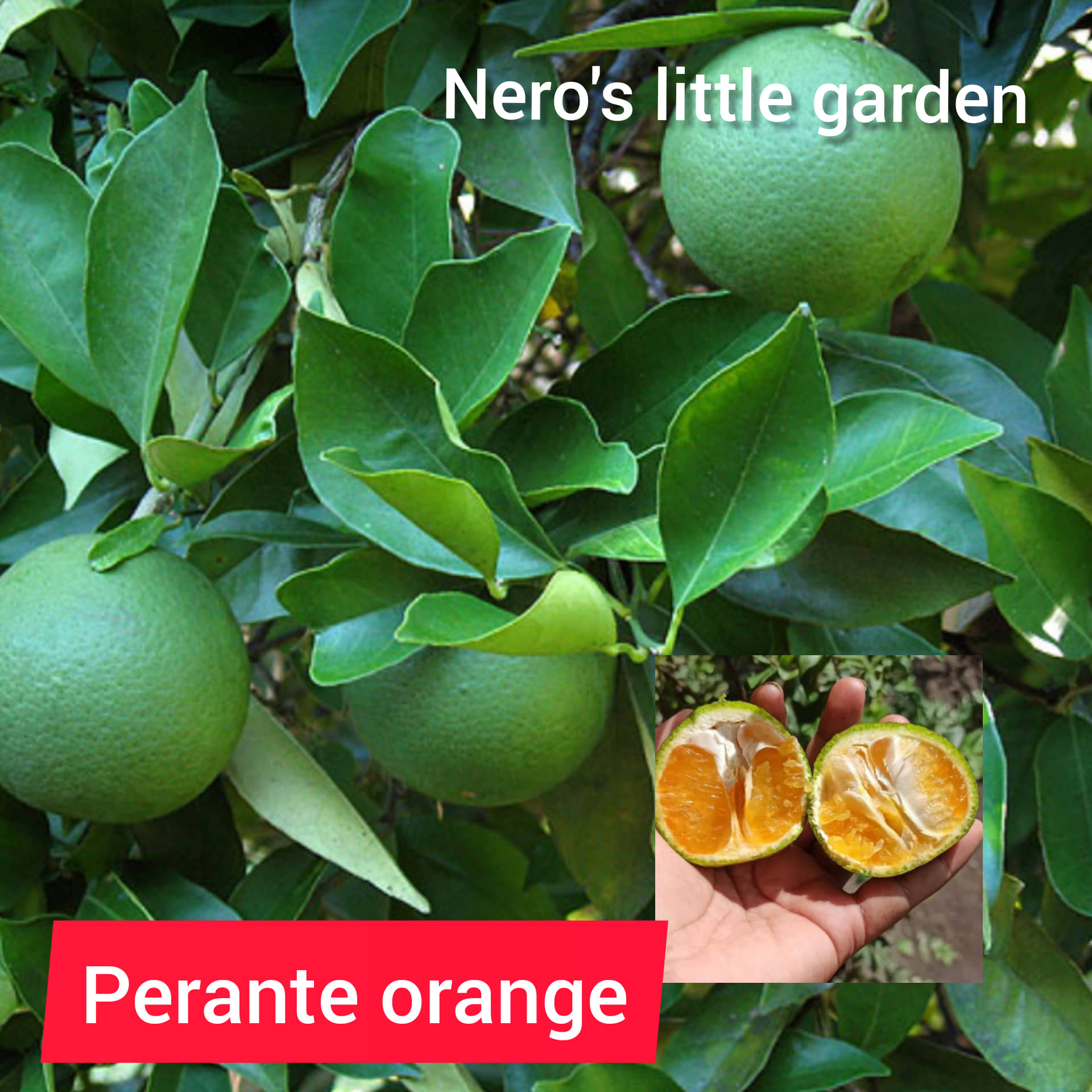 Nero's NLG0000076 | Lazada PH