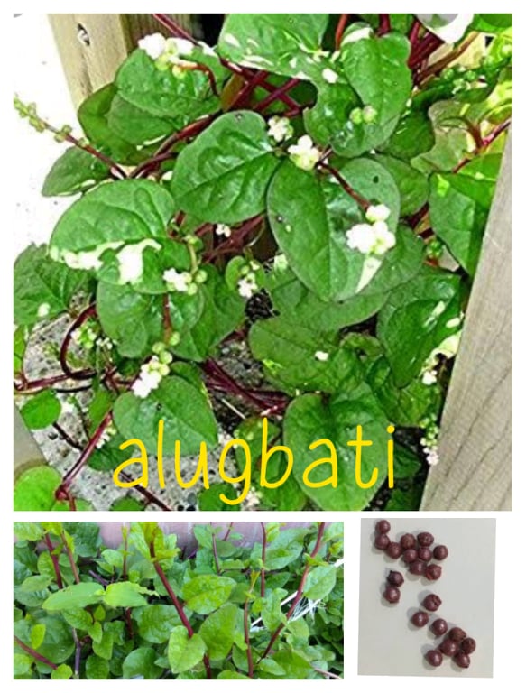 Alugbati GREEN Malabar Spinach Seeds for Planting (15 seeds) GREENS ...