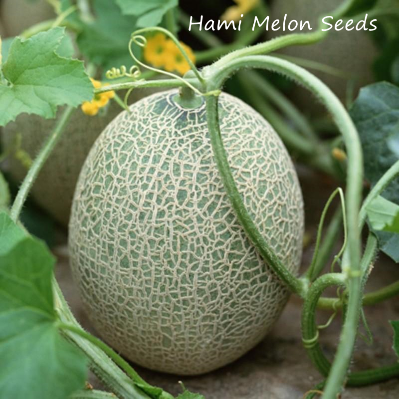 [Fast Germination] Philippines Ready Stock 100pcs Crown Honey Melon ...