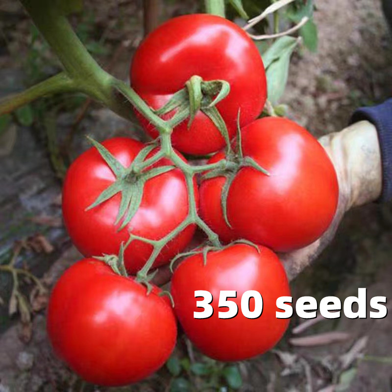 Tomato Seed - 4 Kinds of Sweet Tomato Seeds for Sale High Yielding ...