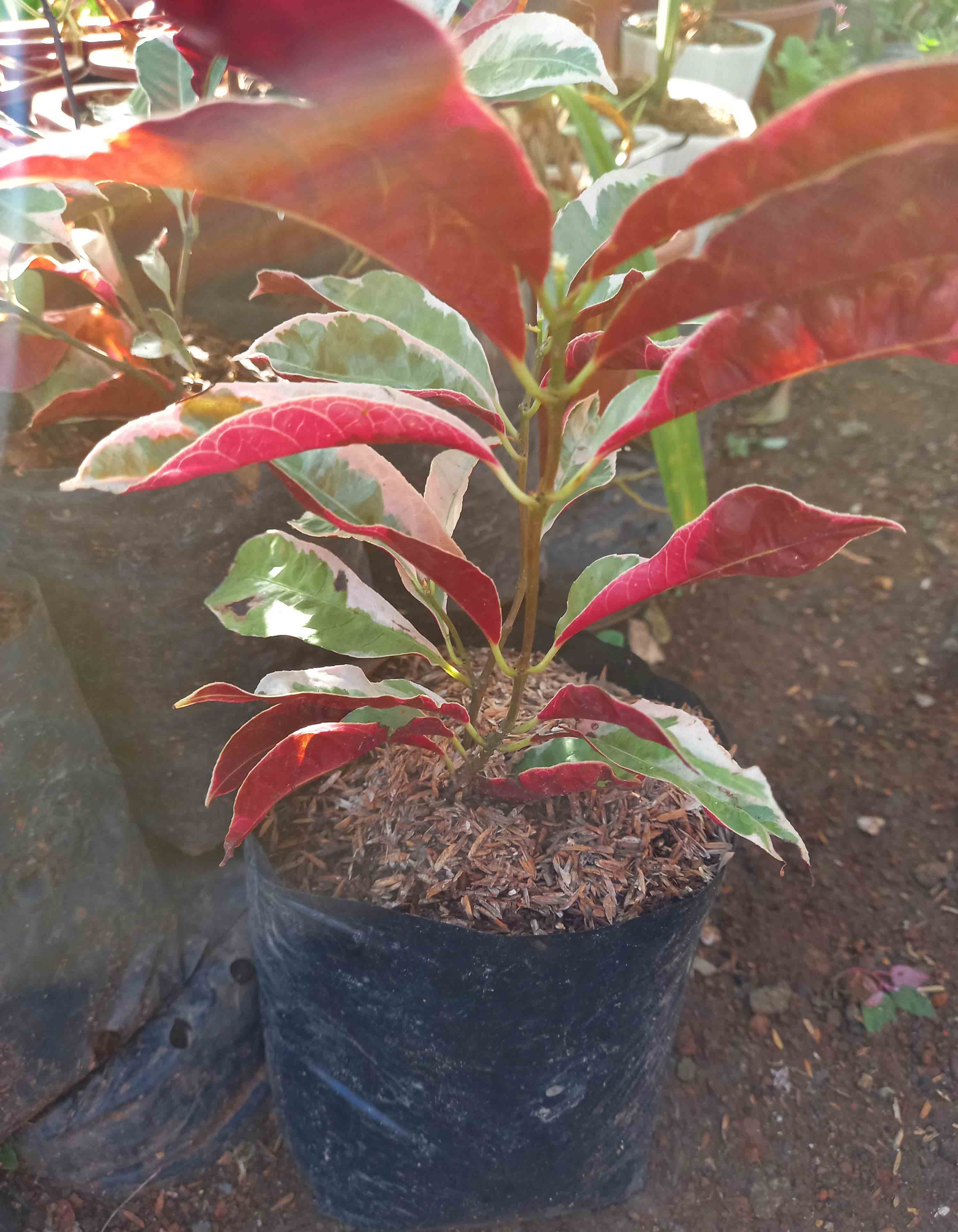 Picara / Excoecaria / Blindness tree / Jungle Fire Plants | Lazada PH