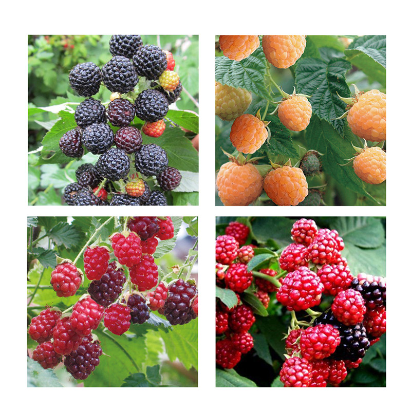 Philippines Ready Stock Magcial 1000pcs/bag Raspberry Seeds Fruit Seeds ...