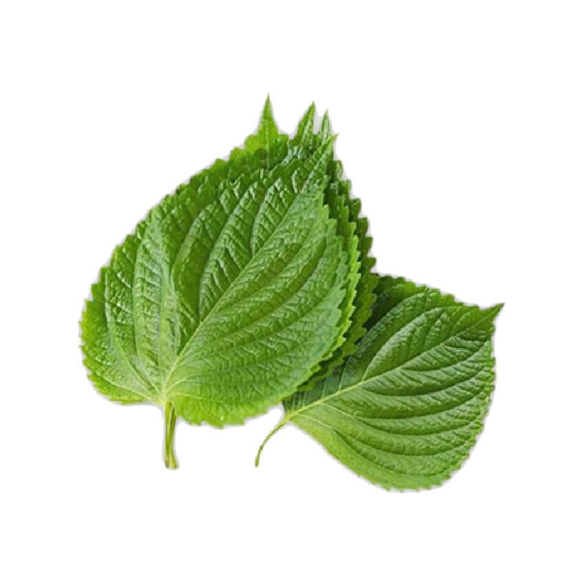 Fresh Sesame Leaves (30g) | Lazada PH