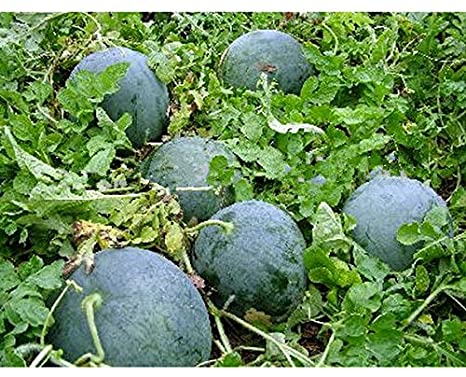 PAKWAN SEED`S "WATERMELON" (SUGAR BABY) SEEDLESS | Lazada PH