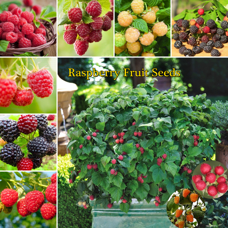 [Quick Delivery] 1000 Seeds Rare Delicious Raspberry Fruit Seeds Sweet ...