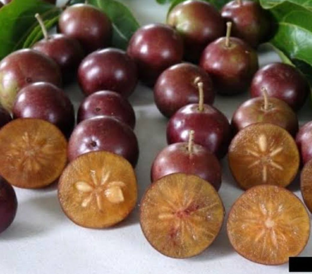 Governors plum or mansanitas /sarali | Lazada PH